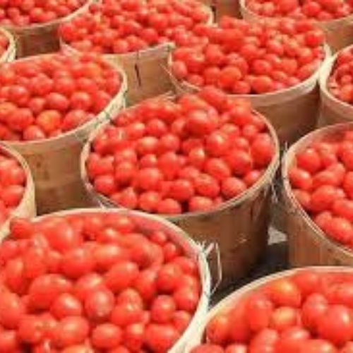 Tomatoes – Havilah Foods