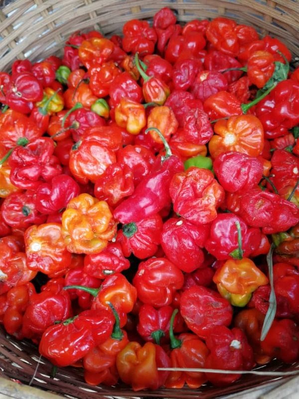 Habanero Pepper(RODO) – Havilah Foods