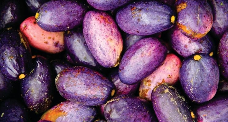 Native Pear (UBE) (Per Pack) – Havilah Foods
